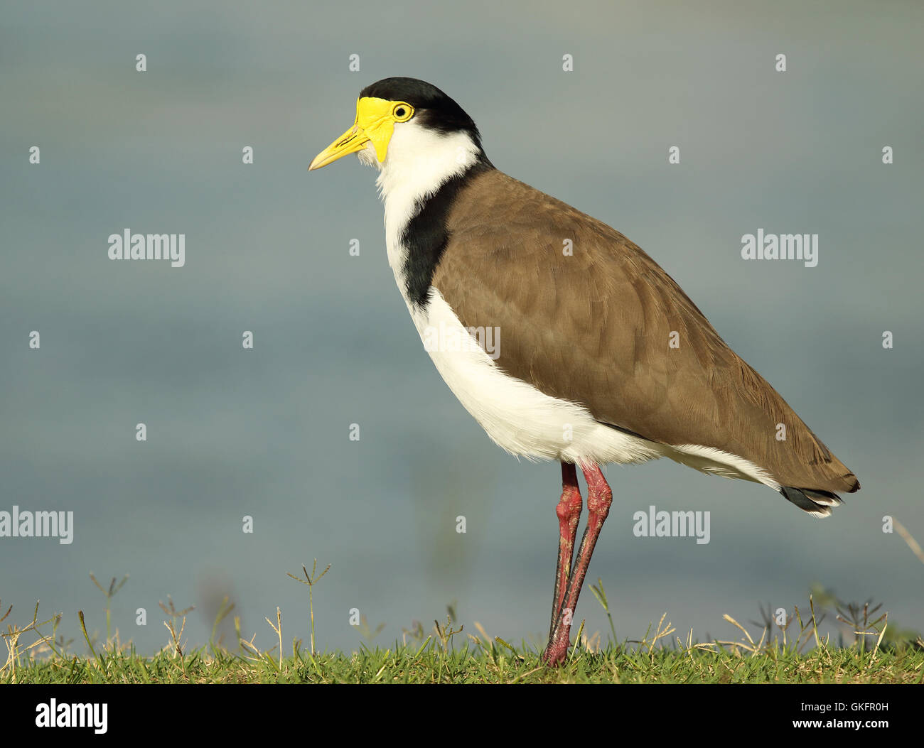 Masked lapwing eye hi-res stock photography and images - Alamy