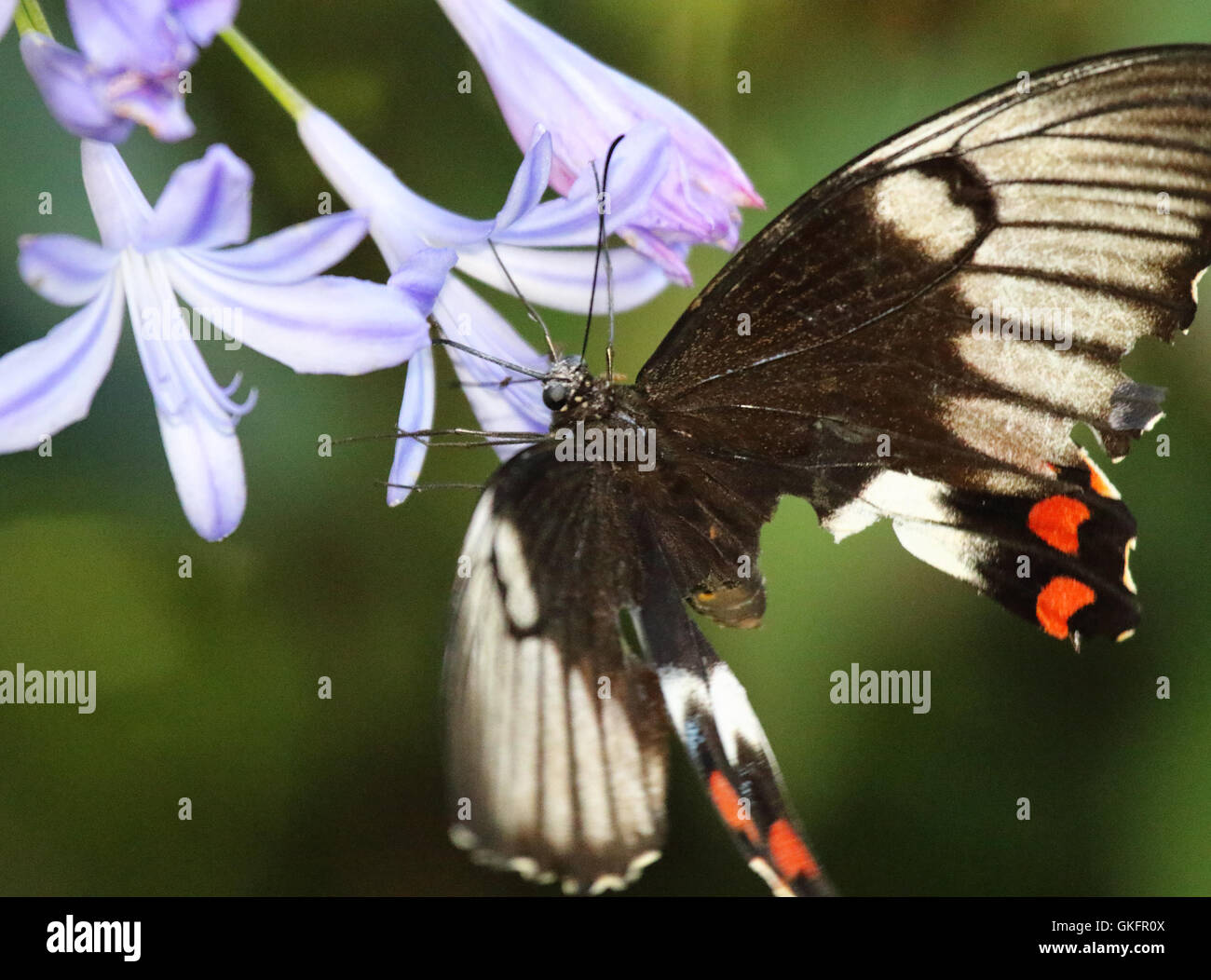 Australian butterfly hi-res stock photography and images - Alamy