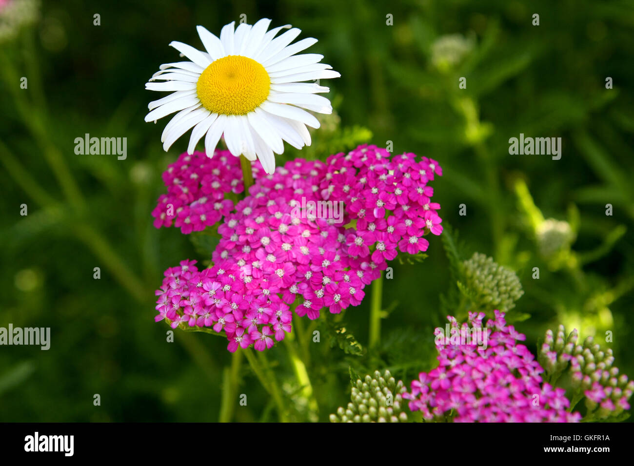 Daisy Ox-eyed Flower Stock Photo - Alamy