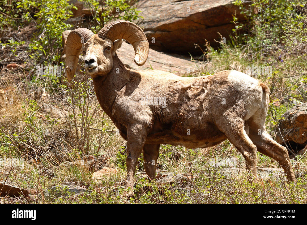 Ram fight hi-res stock photography and images - Alamy