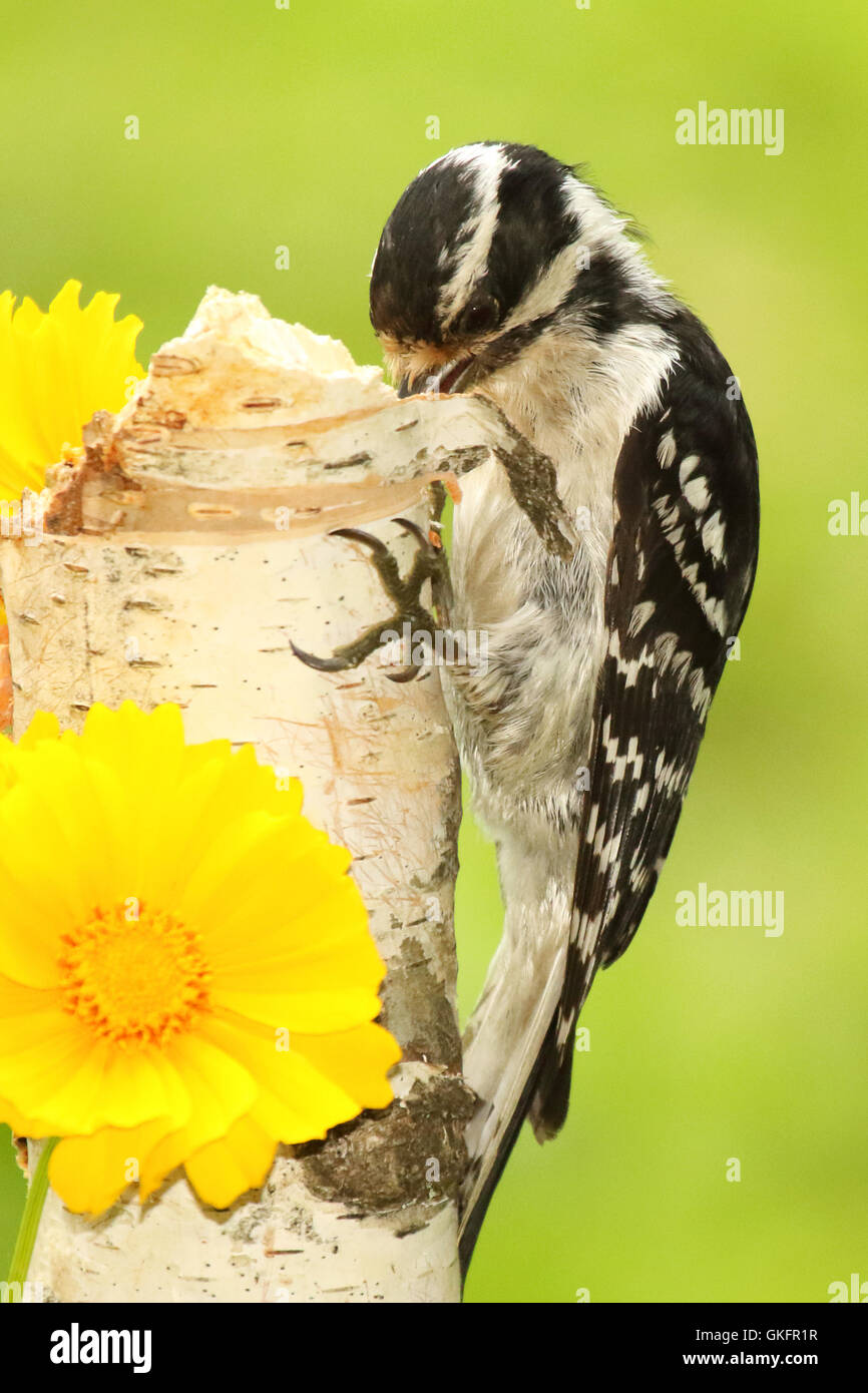 Picoides pubescens pecking hi-res stock photography and images - Alamy