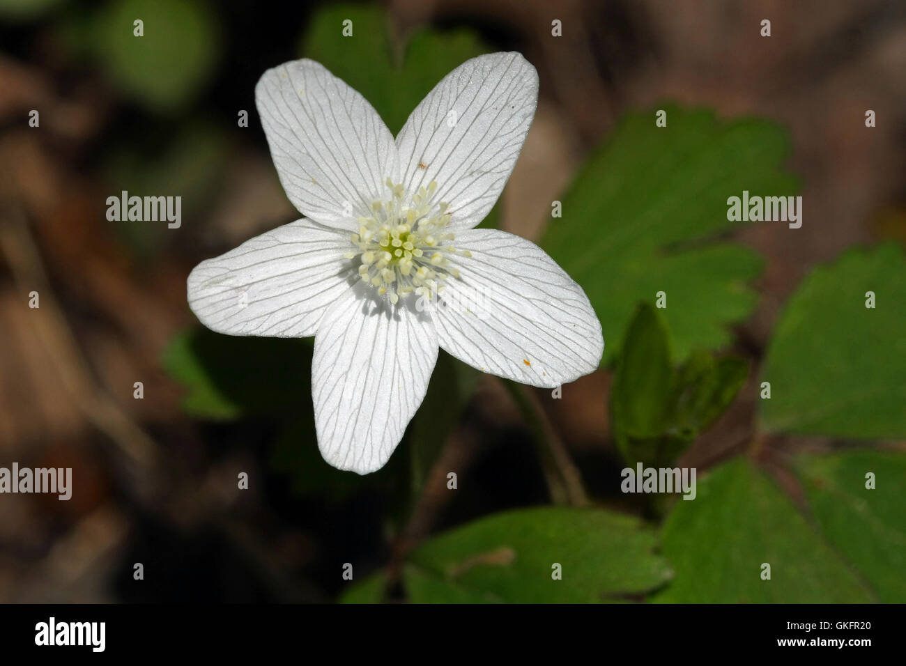 Hepatica liverwort Flower Stock Photo - Alamy
