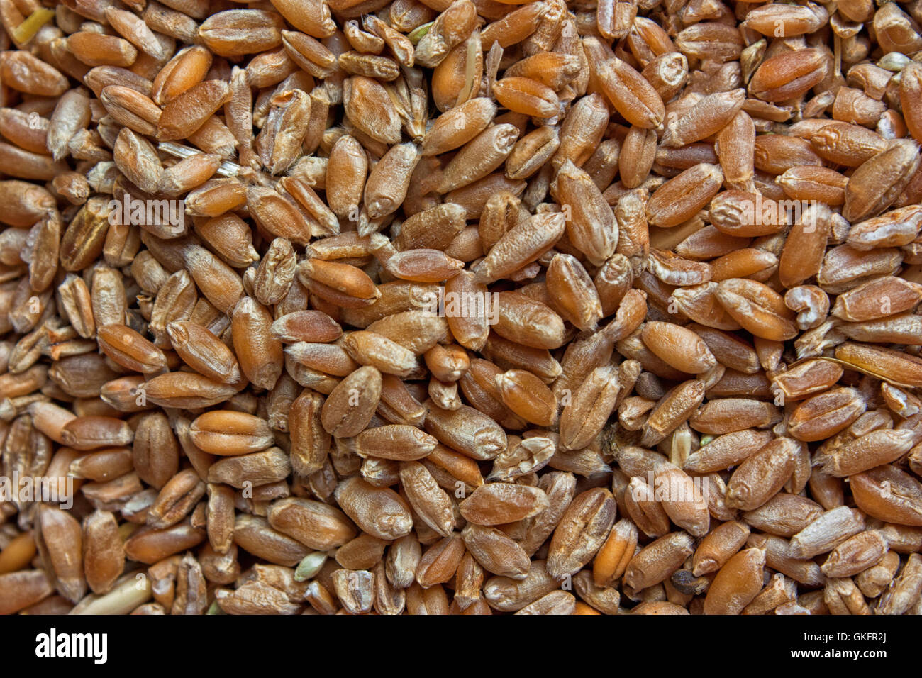 background of wheat Stock Photo - Alamy