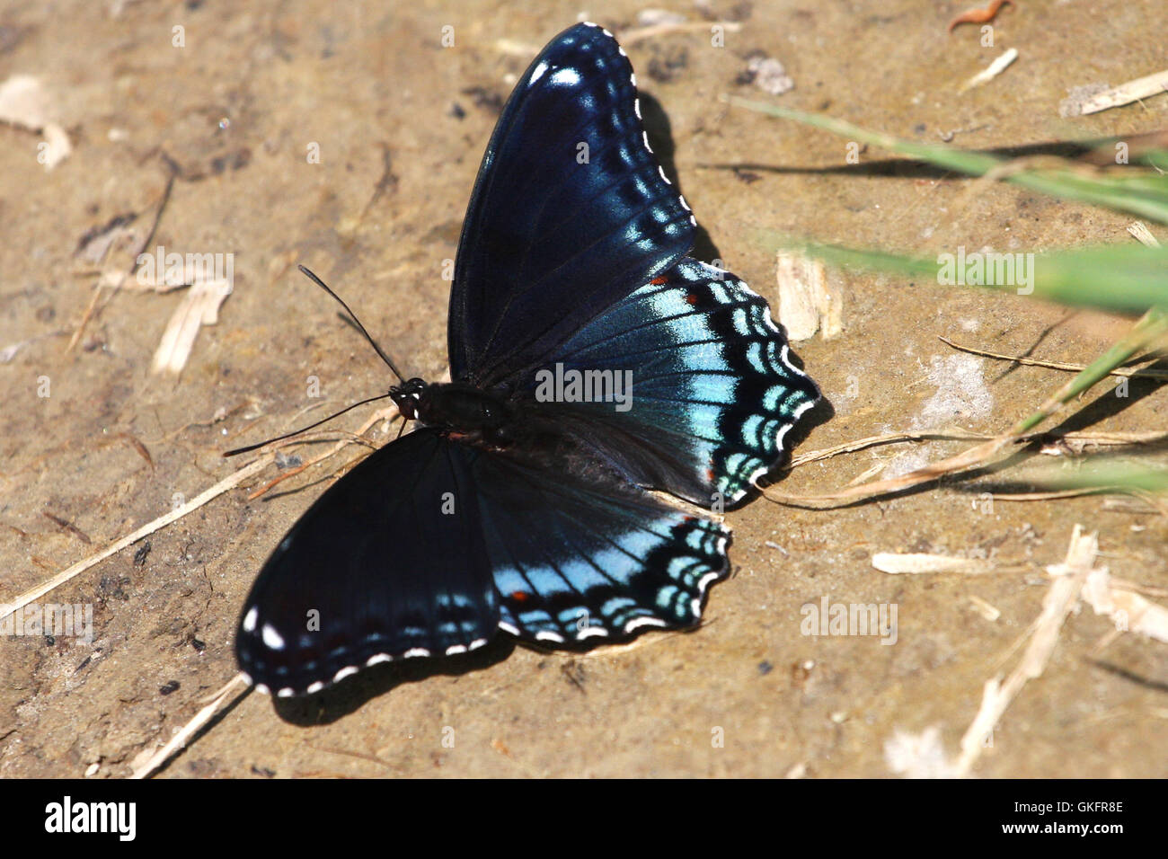 Red-spotted Purple Butterfly Stock Photo - Alamy