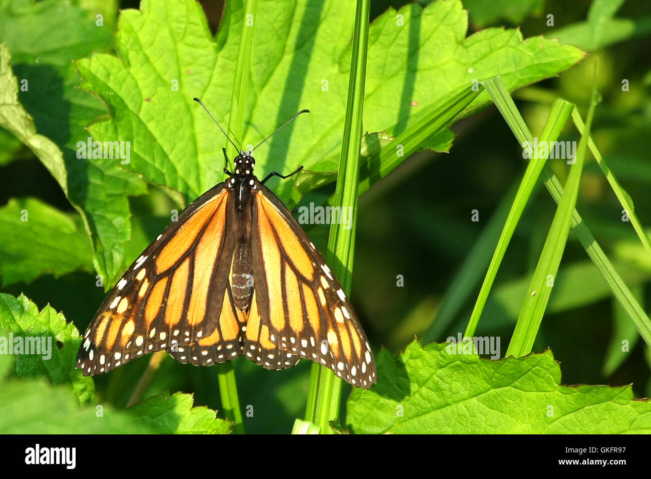Monarch Butterfly Danaus plexippus Stock Photo - Alamy