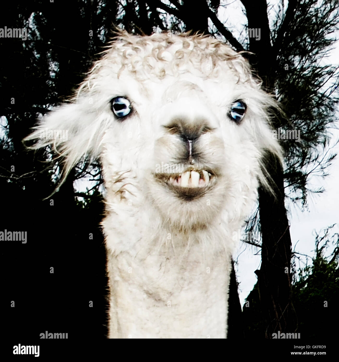Angry alpaca hi-res stock photography and images - Alamy