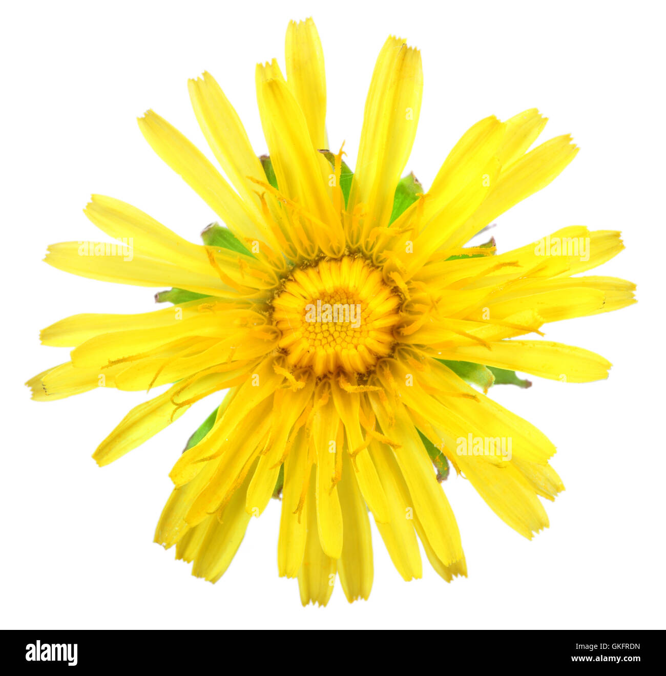 One yellow flower of dandelion isolated on white background Stock Photo ...