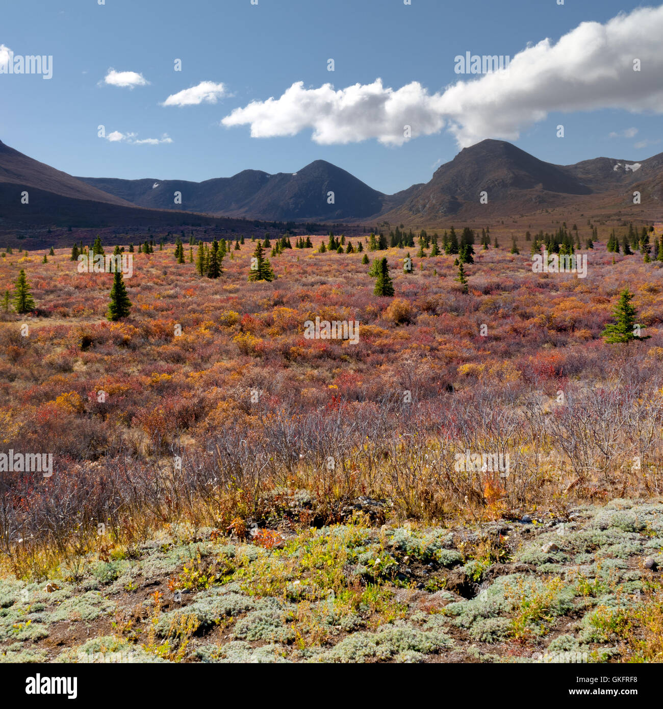 Fall colors in alpine tundra hi-res stock photography and images - Alamy