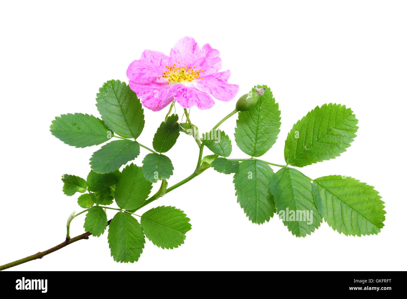 Single branch of dog rose Stock Photo - Alamy