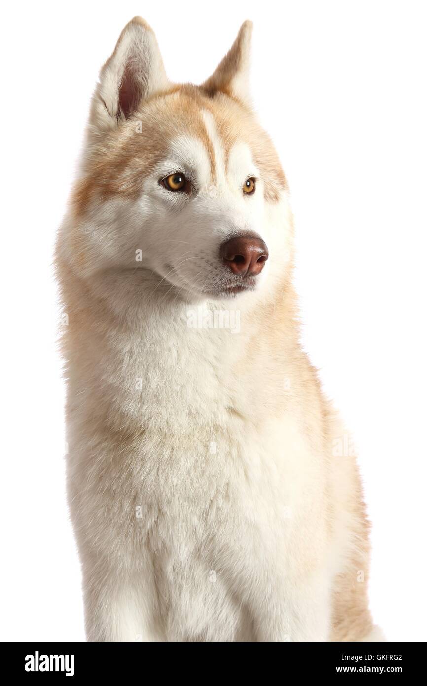 Husky Dog Portrait Stock Photo - Alamy