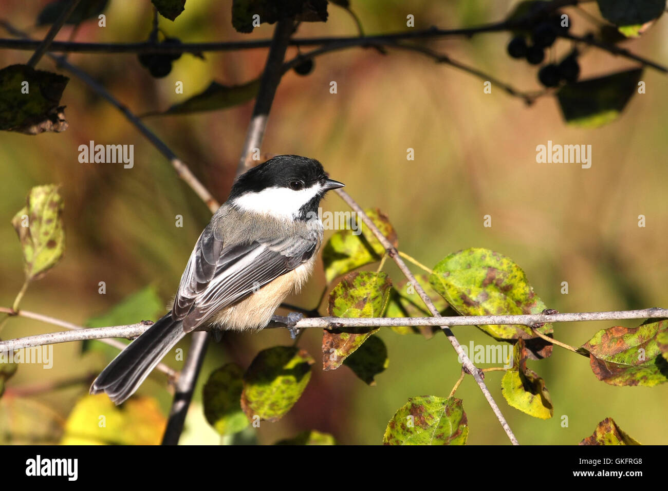 Black-capped Chickadee Poecile atricapillus Stock Photo - Alamy