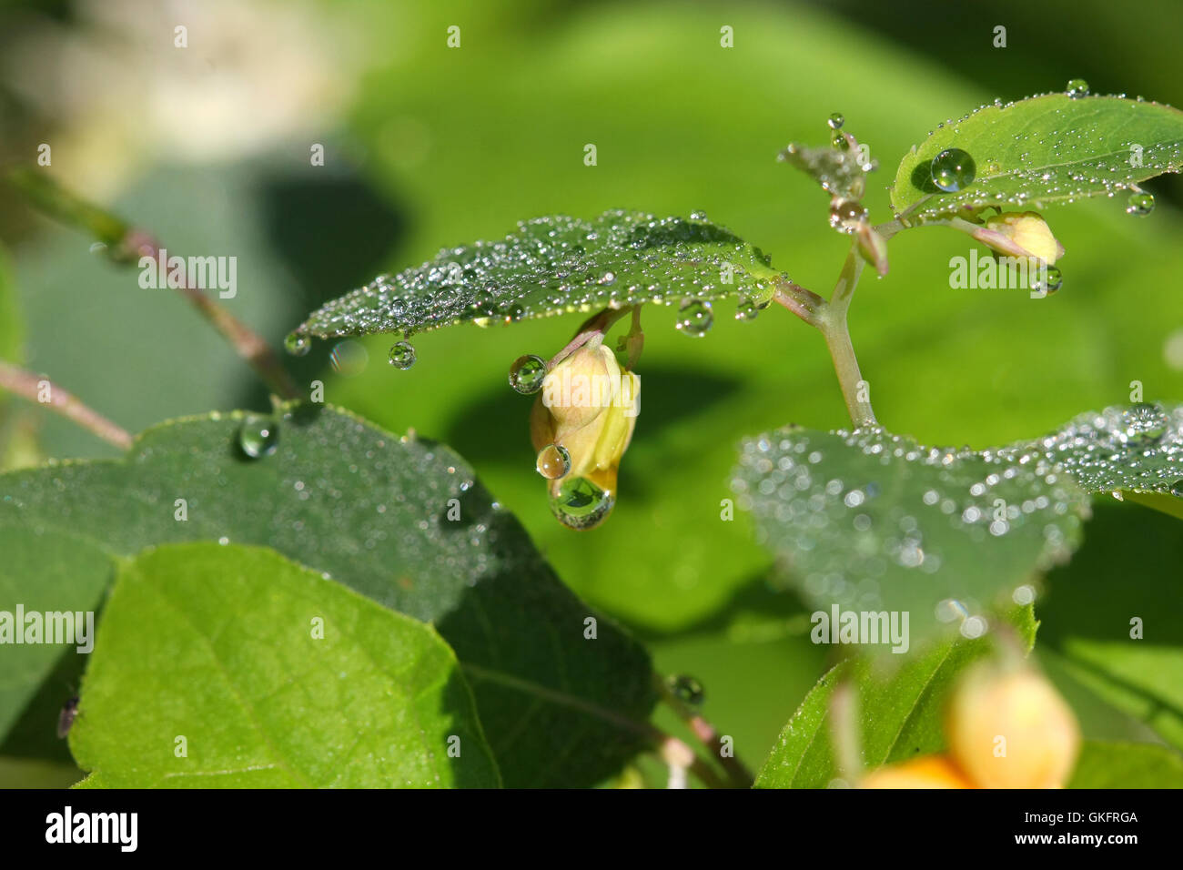 Touch-me-not Orange Jewelweed Stock Photo - Alamy