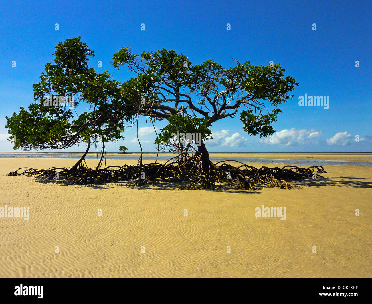 P1030925 Two Mangrove Trees on Empty Beach near Cape Tribulation Far ...