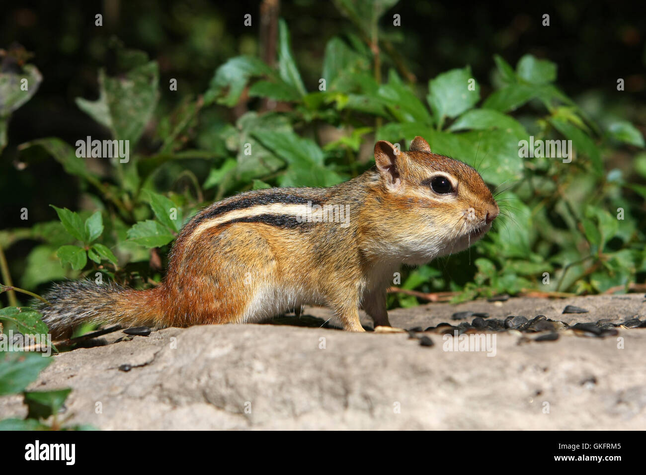 Eastern striped squirrel hi-res stock photography and images - Alamy