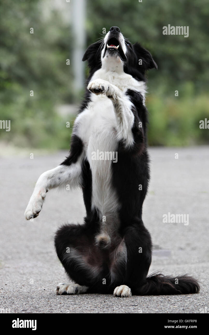 Begging canine hi-res stock photography and images - Alamy