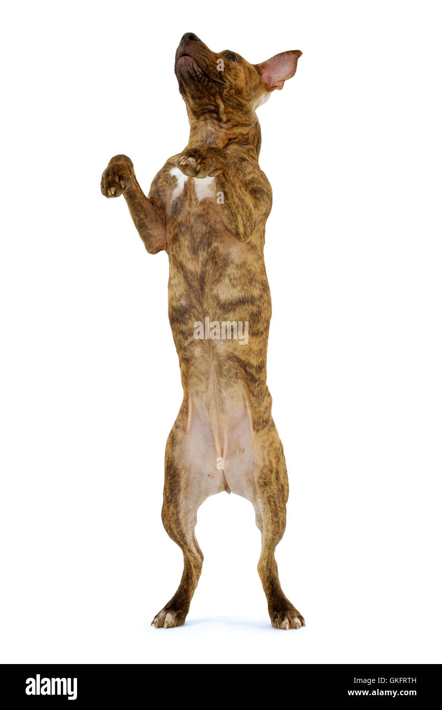 Friendly dog breeds Cut Out Stock Images & Pictures - Alamy