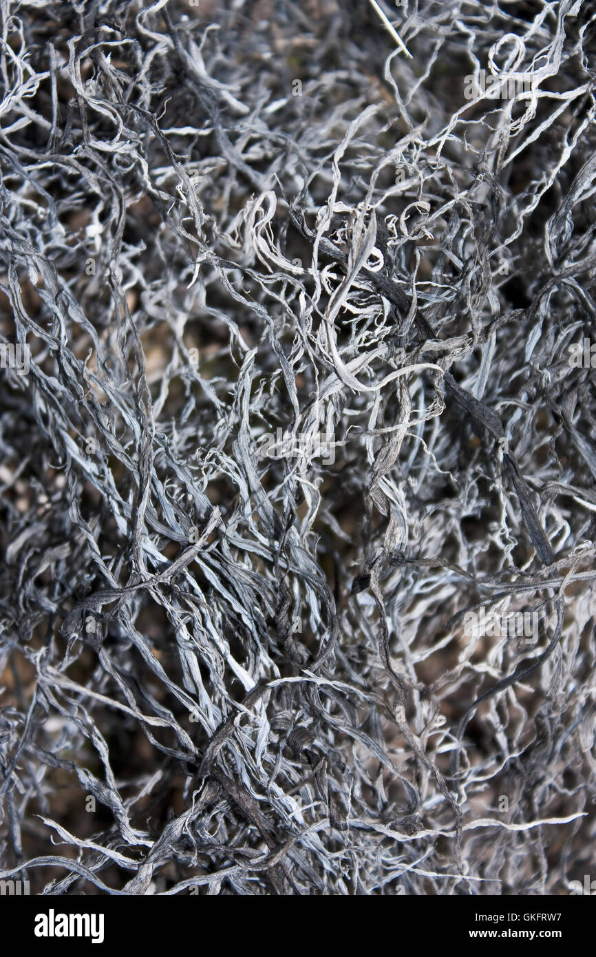 background of glowing ash Stock Photo - Alamy