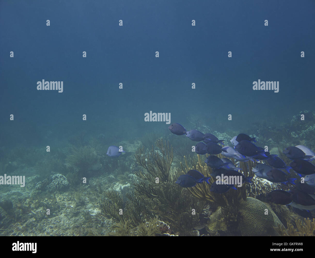 School of Blue Tang Stock Photo - Alamy
