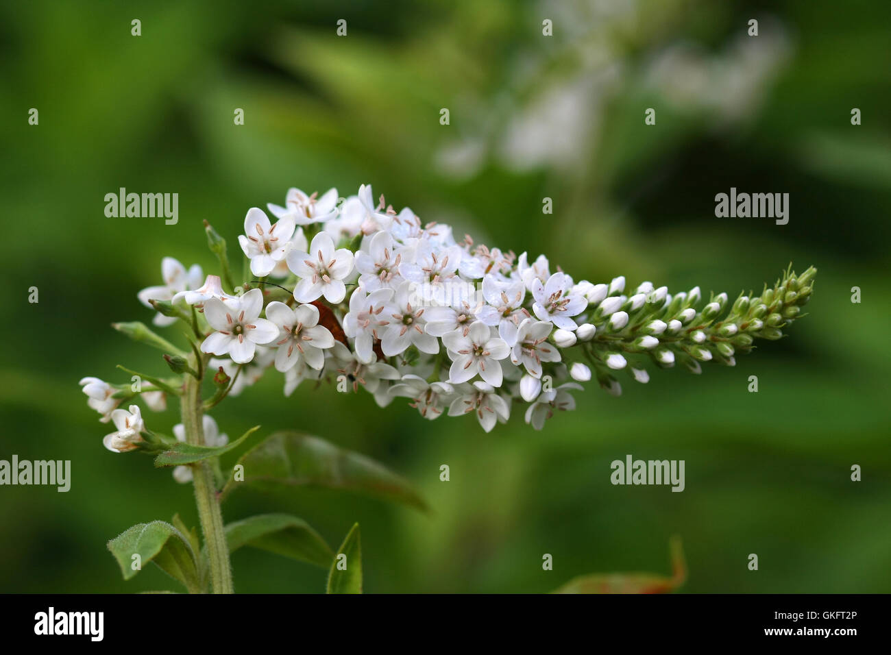 White Gooseneck Flower Lysimachia clethroides Stock Photo - Alamy