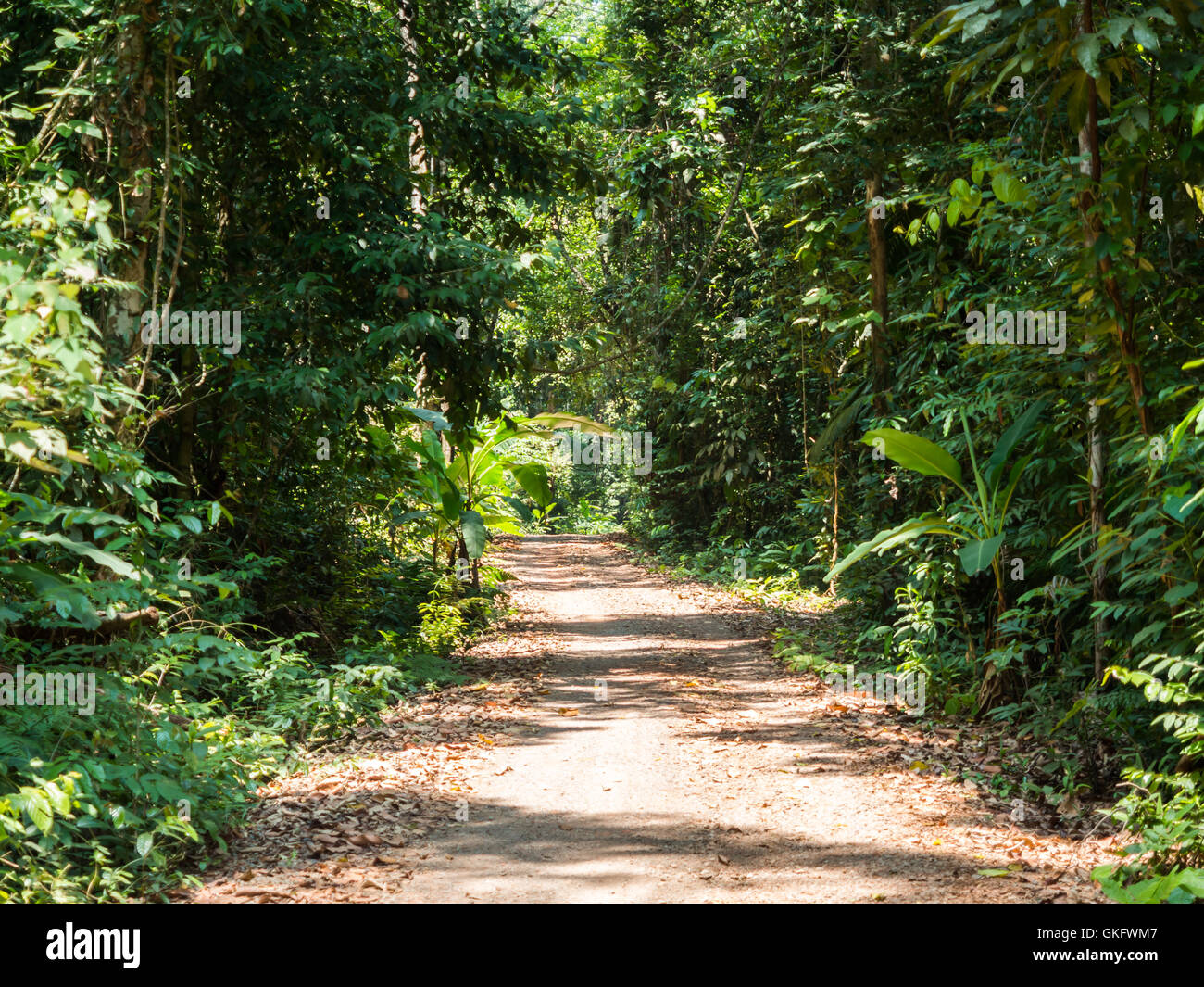 Walking trail in dense hi-res stock photography and images - Alamy