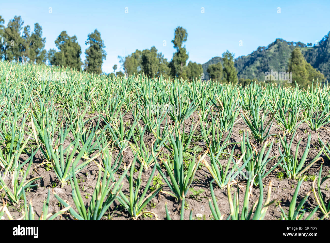 onion plantation in the vegetable garden at Bromo village, Indonesia ...