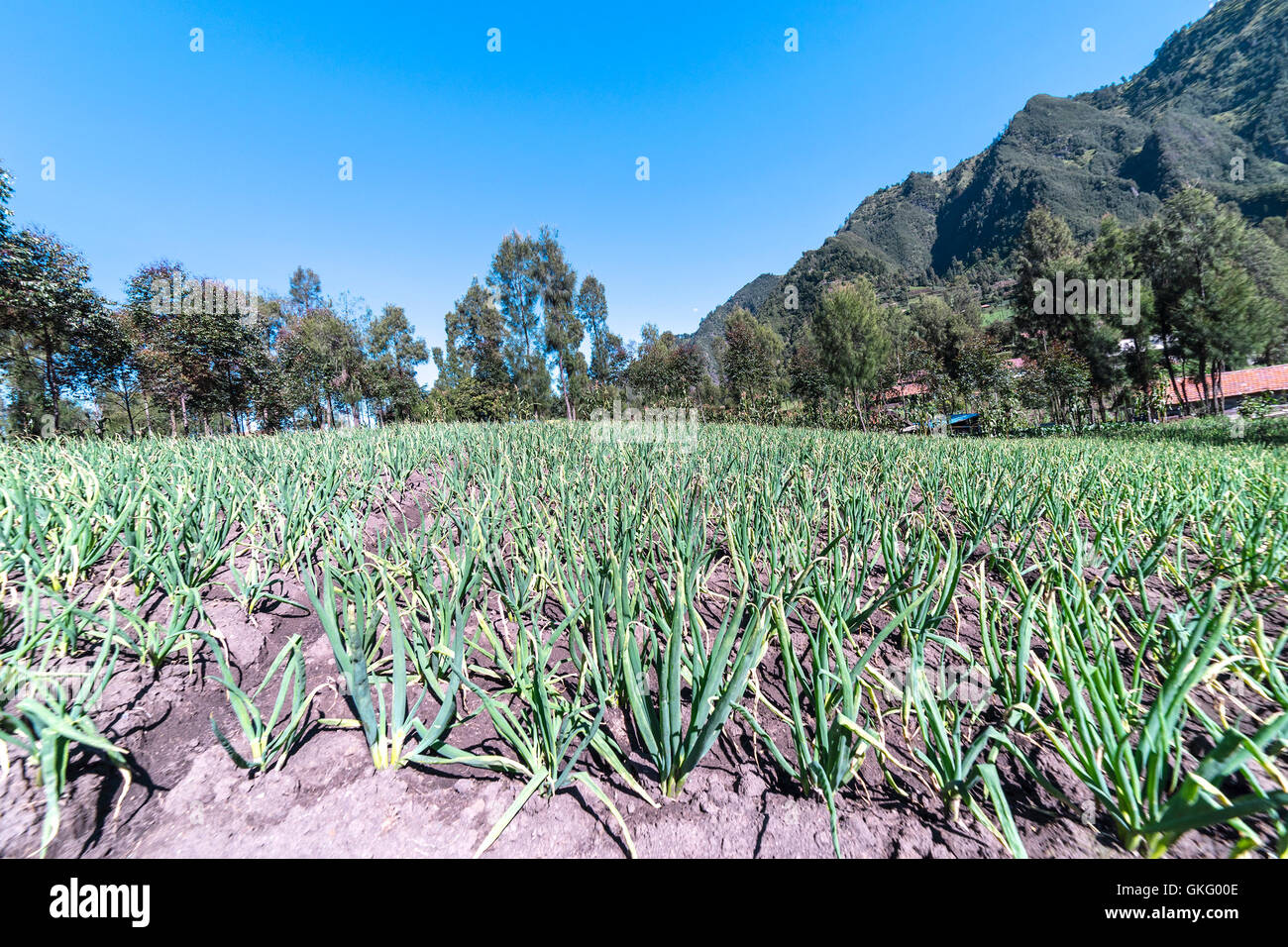 Onion plantation in the vegetable garden with morning sunlight at Bromo ...