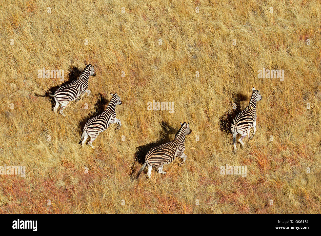 Aerial africa animal hi-res stock photography and images - Alamy
