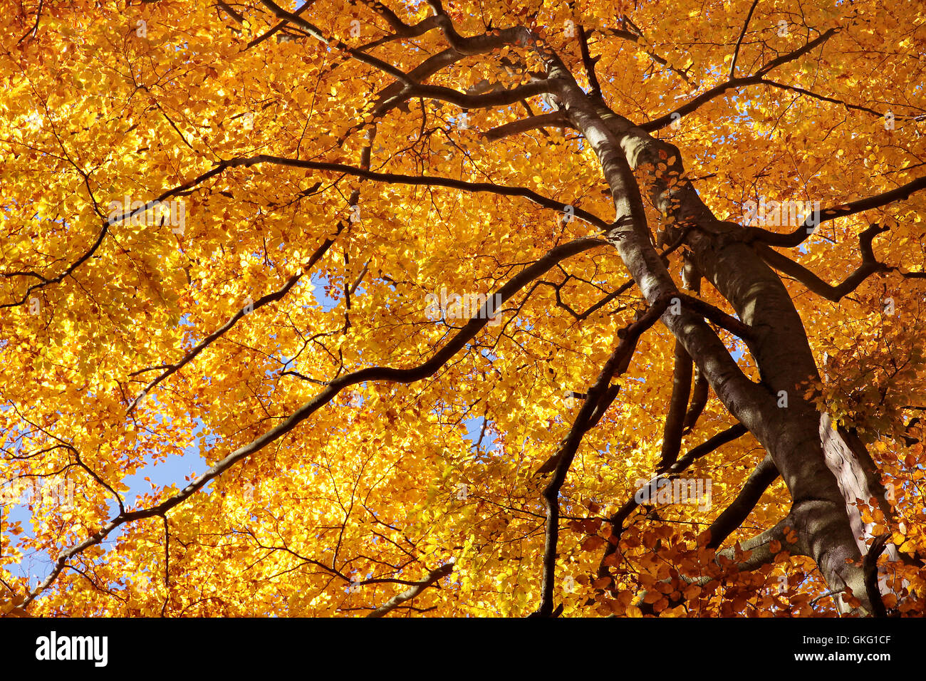 German beech tree forest hi-res stock photography and images - Alamy