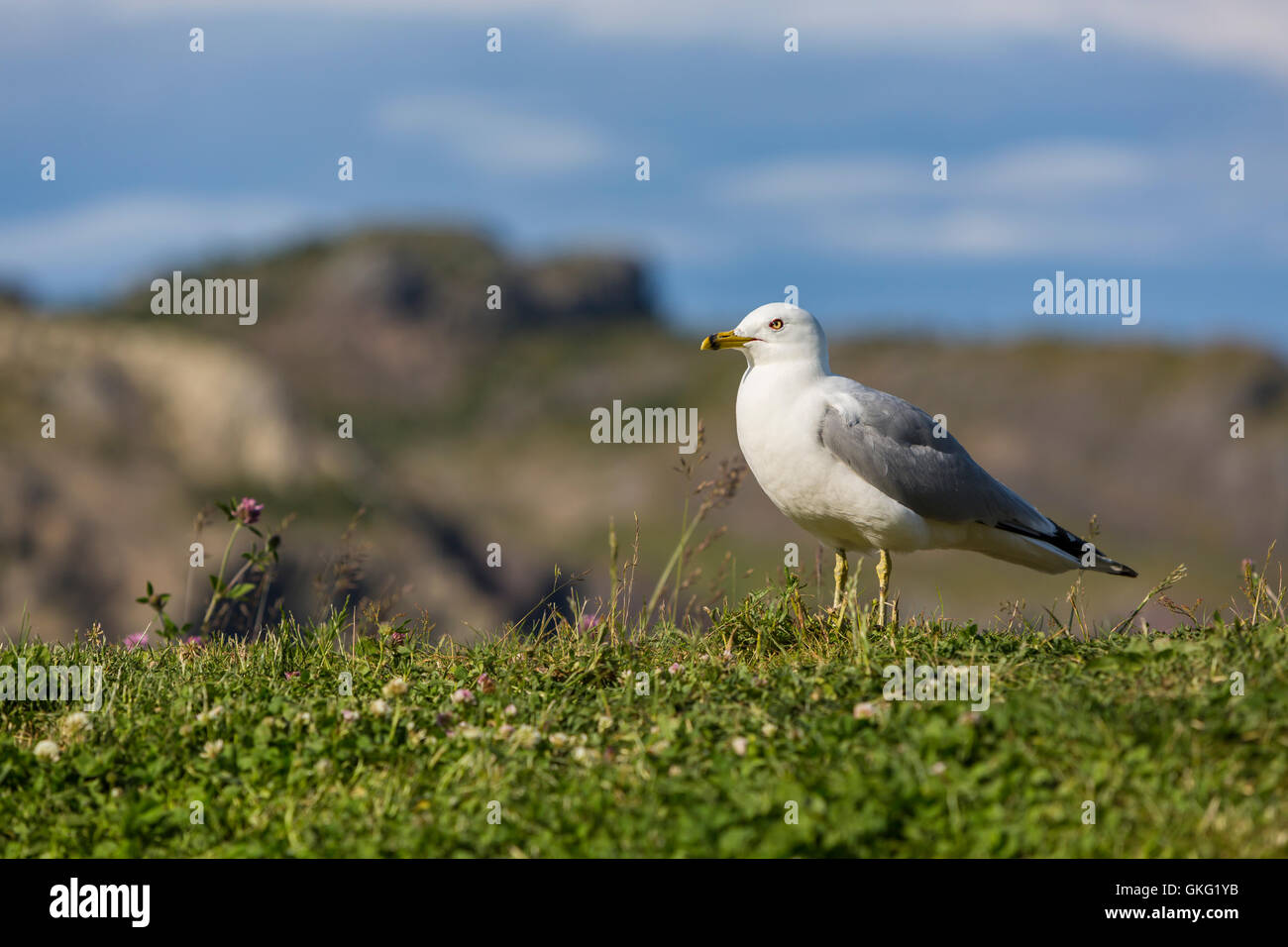 A wild seagull in the fishing village of Brigus, Newfoundland and ...