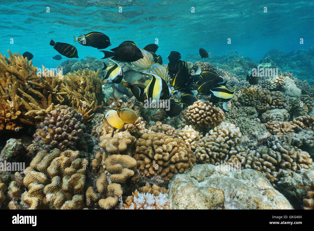 Shallow coral reef with shoal of tropical fish underwater sea, Rangiroa ...