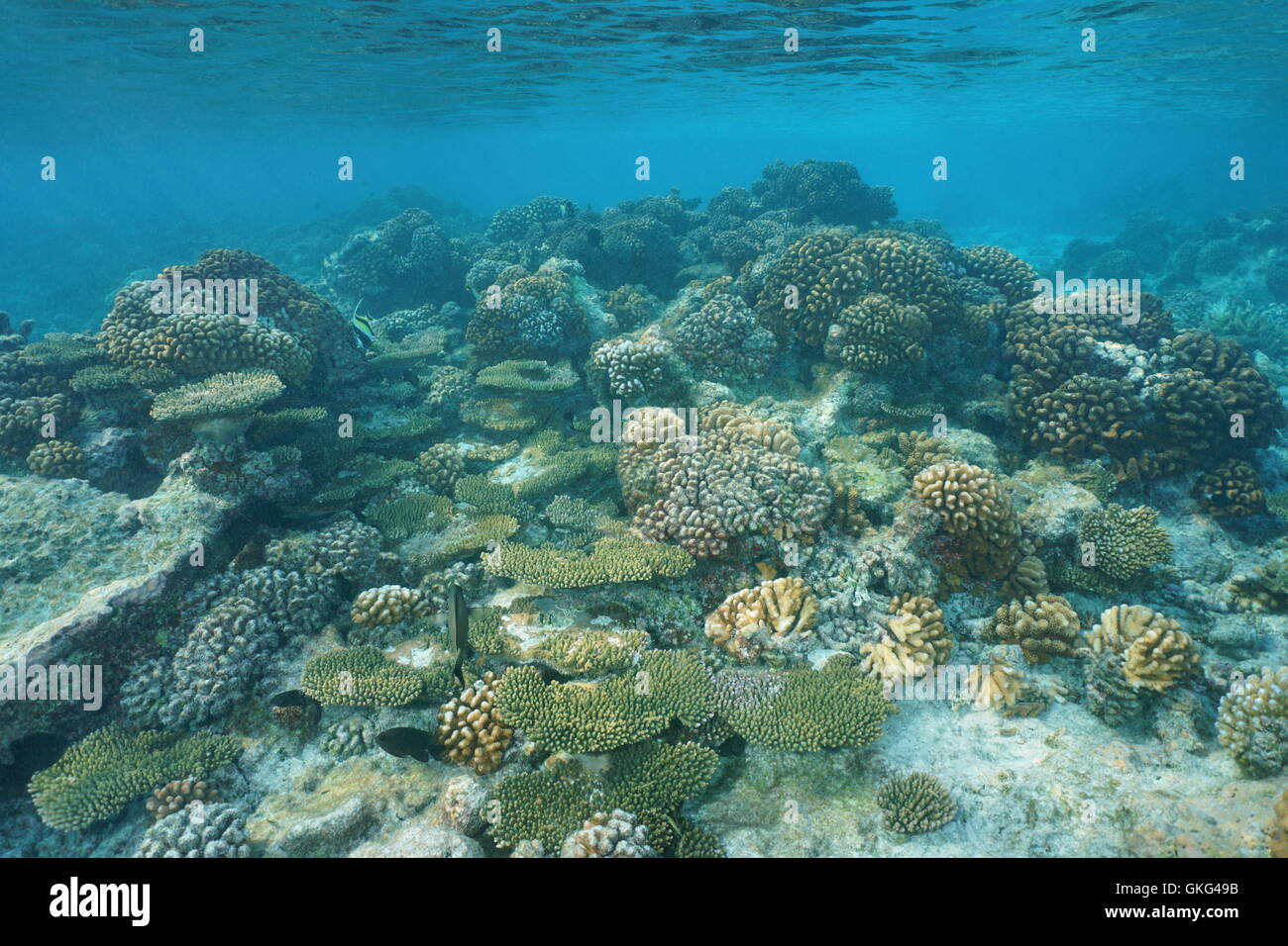 Shallow corals underwater on the reef flat, natural scene, Pacific ...