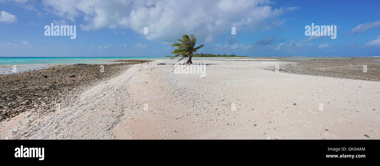 Panorama of a sandbar with only one coconut palm tree, atoll of Tikehau ...
