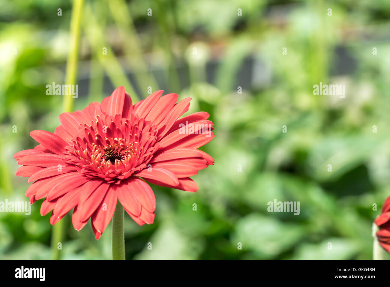 Gerber daisy close up with natural sunlight Stock Photo - Alamy