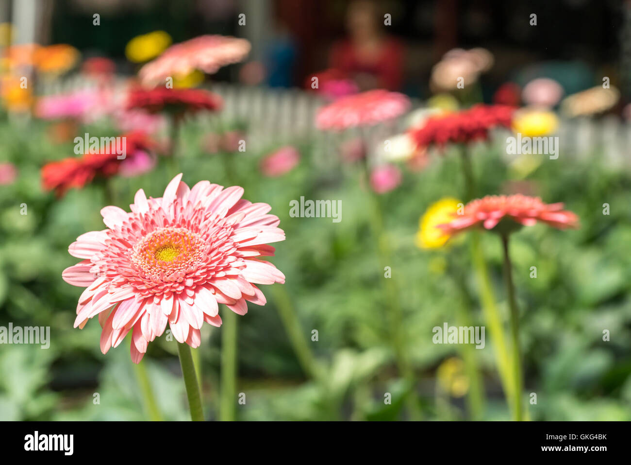 Gerber daisy close up with natural sunlight Stock Photo - Alamy