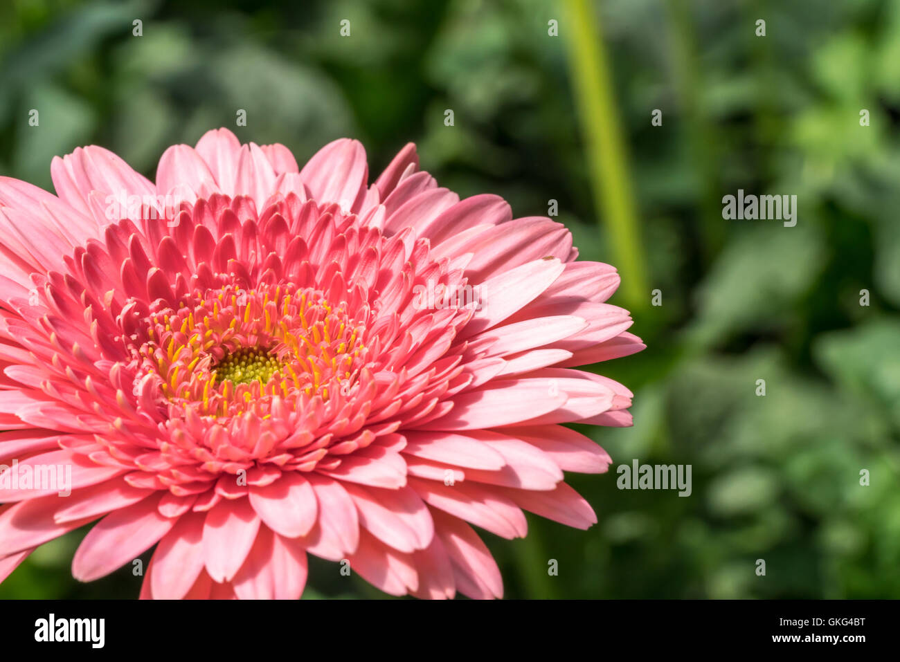 Gerber daisy close up with natural sunlight Stock Photo - Alamy