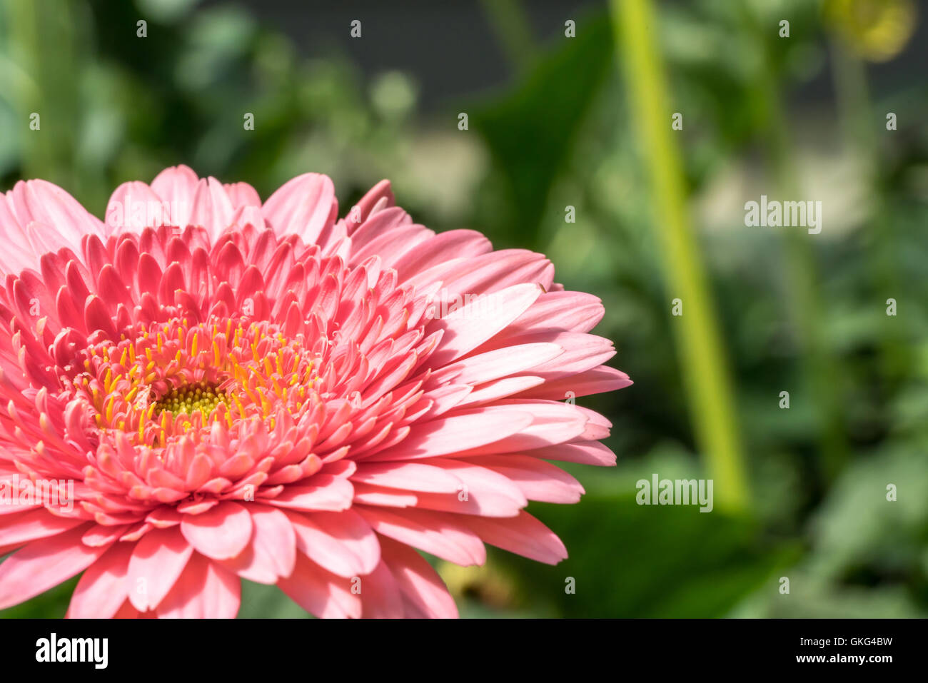 Gerber daisy close up with natural sunlight Stock Photo - Alamy