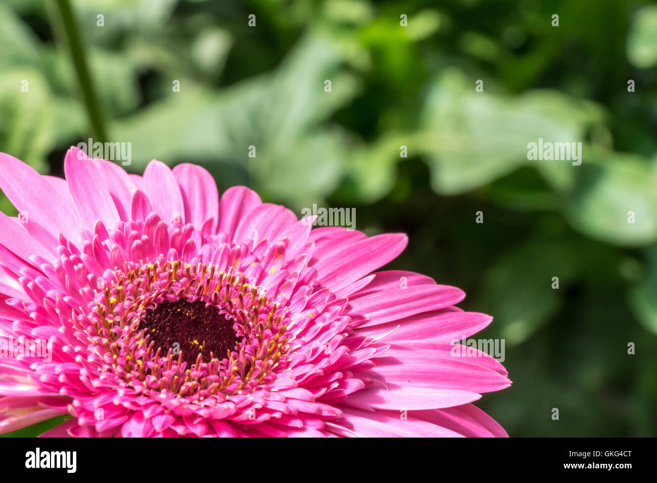Gerber daisy close up with natural sunlight Stock Photo - Alamy