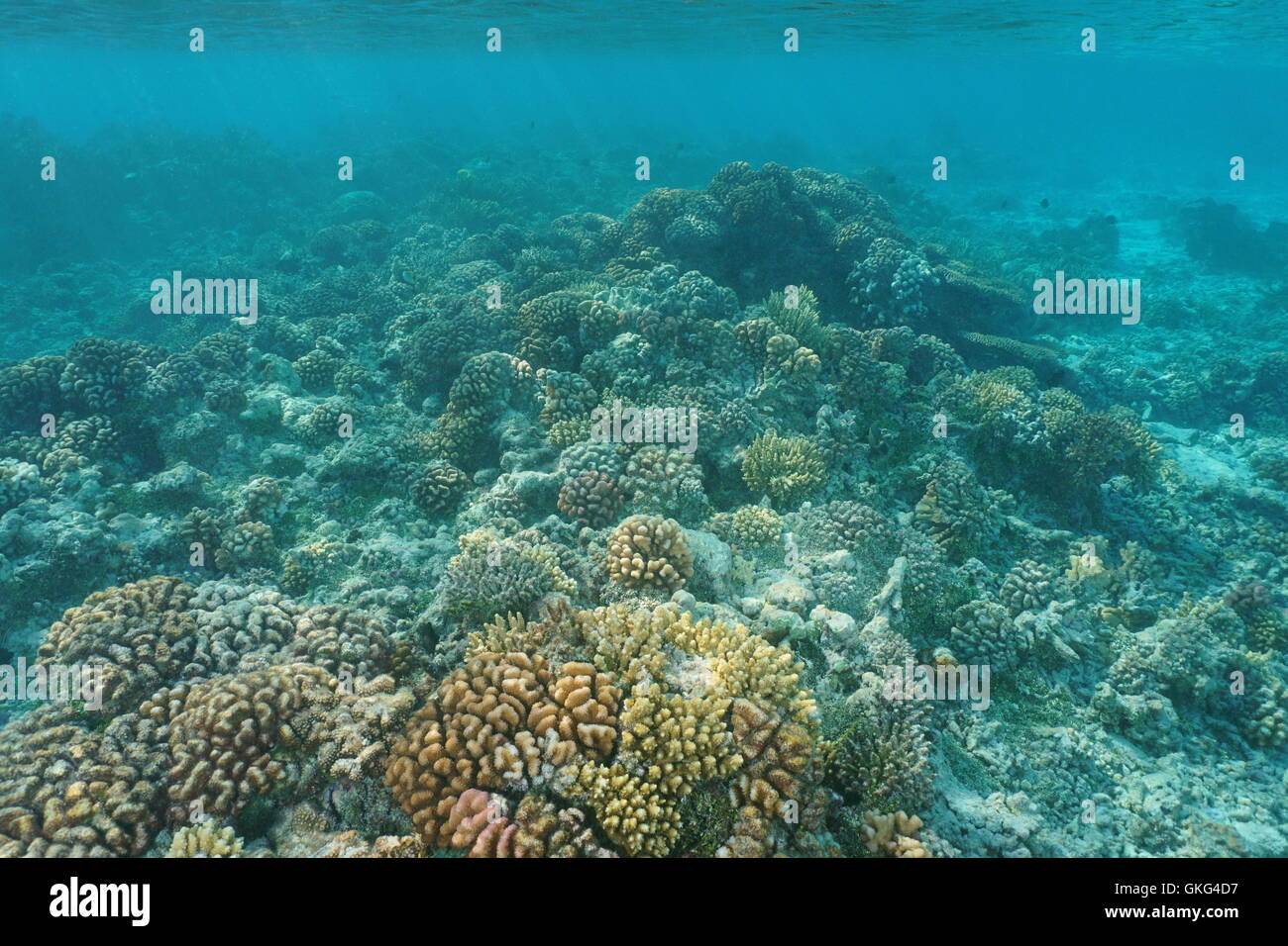 Shallow coral reef underwater sea, natural scene, Pacific ocean ...