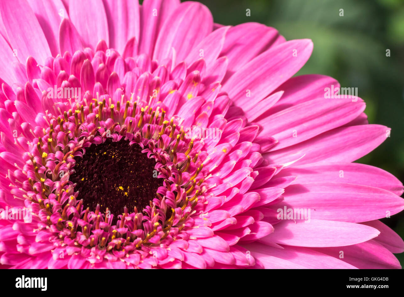 Gerber daisy close up with natural sunlight Stock Photo - Alamy
