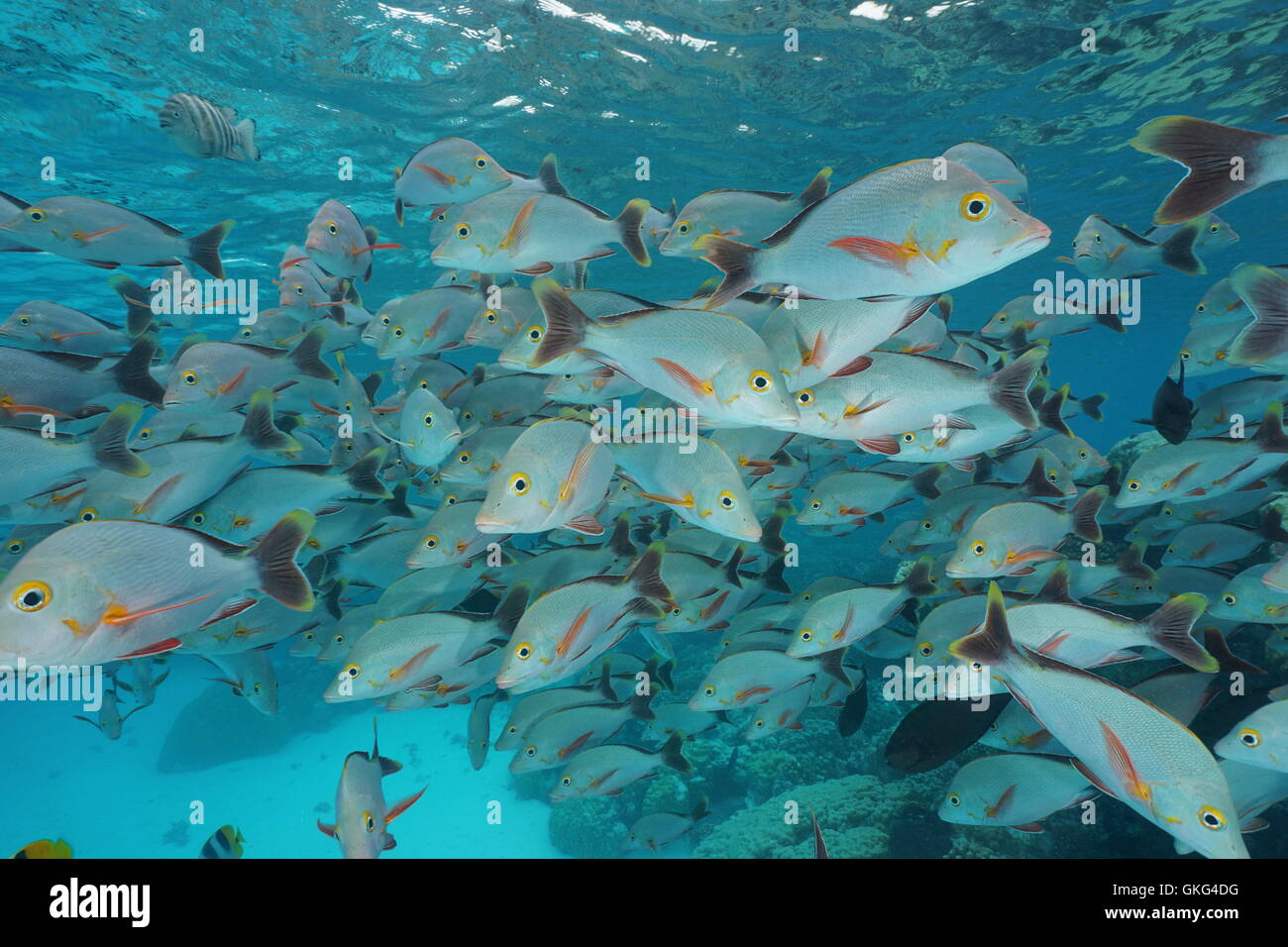 Shoal of fish humpback red snapper, Lutjanus gibbus, underwater in the ...