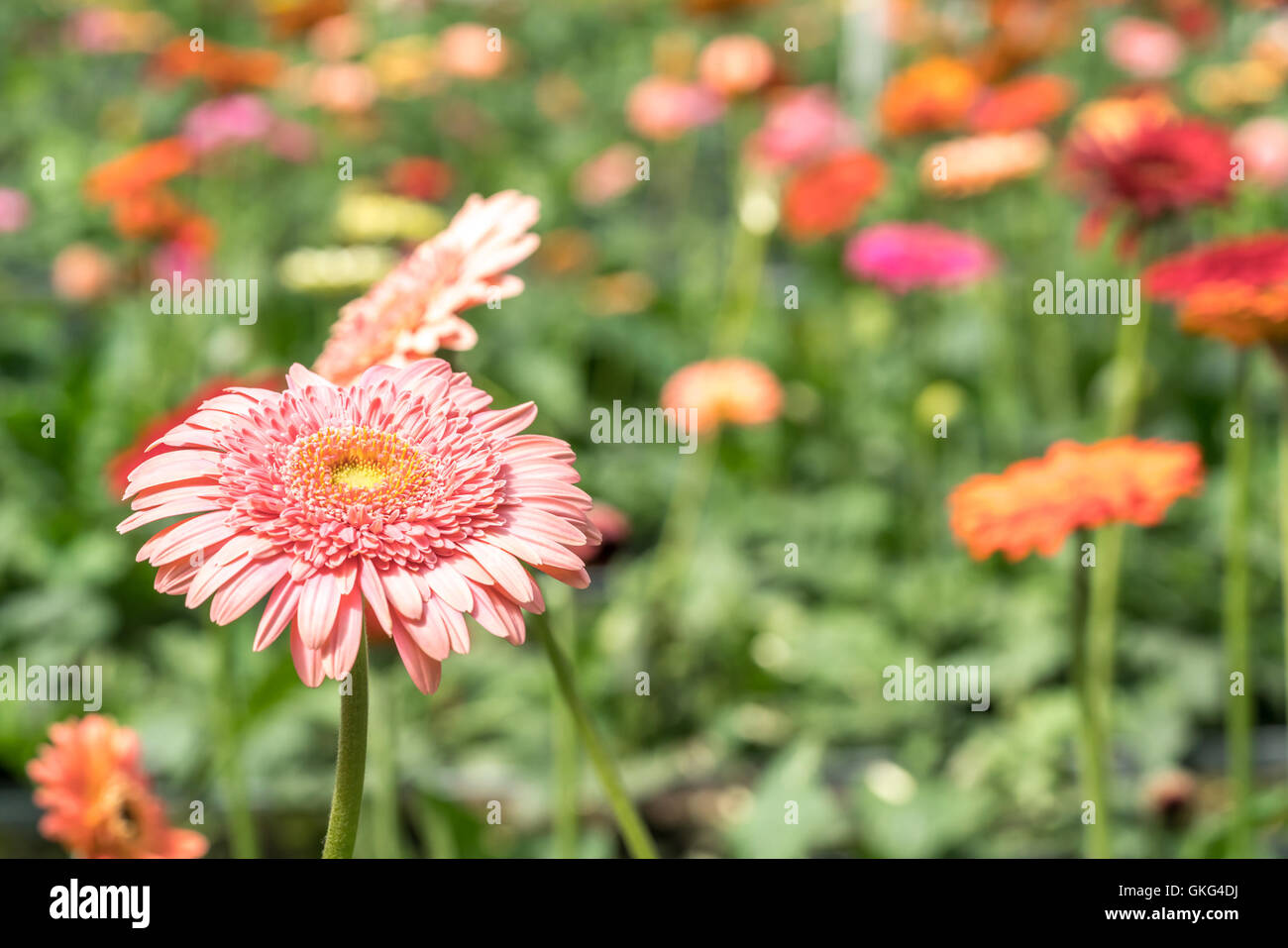 Gerber daisy close up with natural sunlight Stock Photo - Alamy