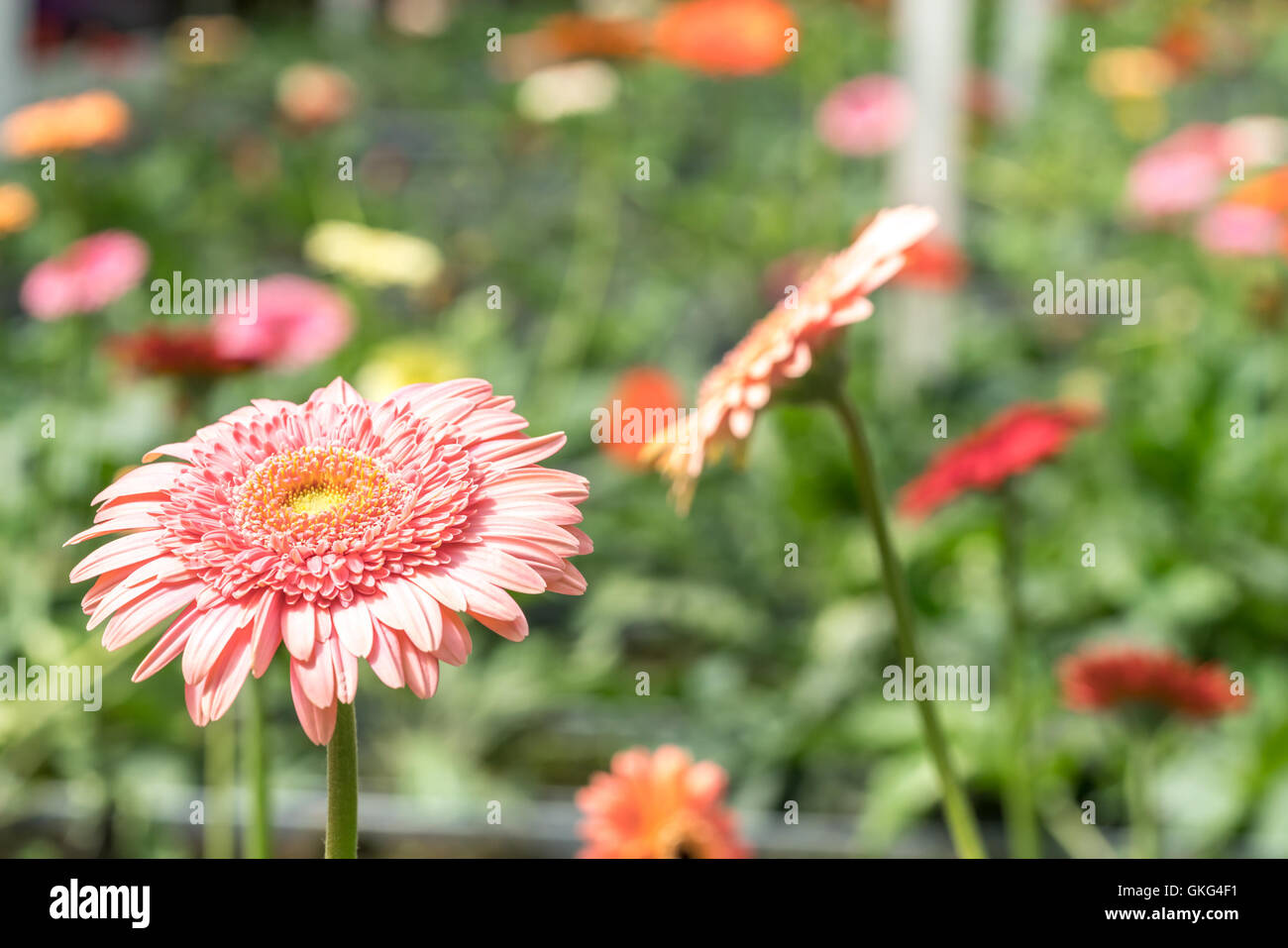 Gerber daisy close up with natural sunlight Stock Photo - Alamy