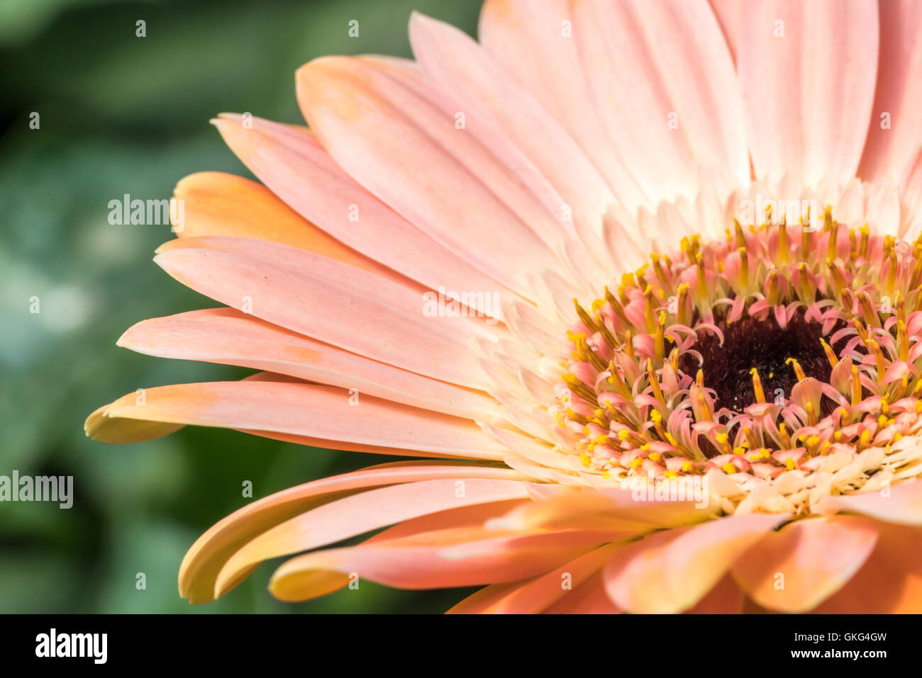 Gerber daisy close up with natural sunlight Stock Photo - Alamy