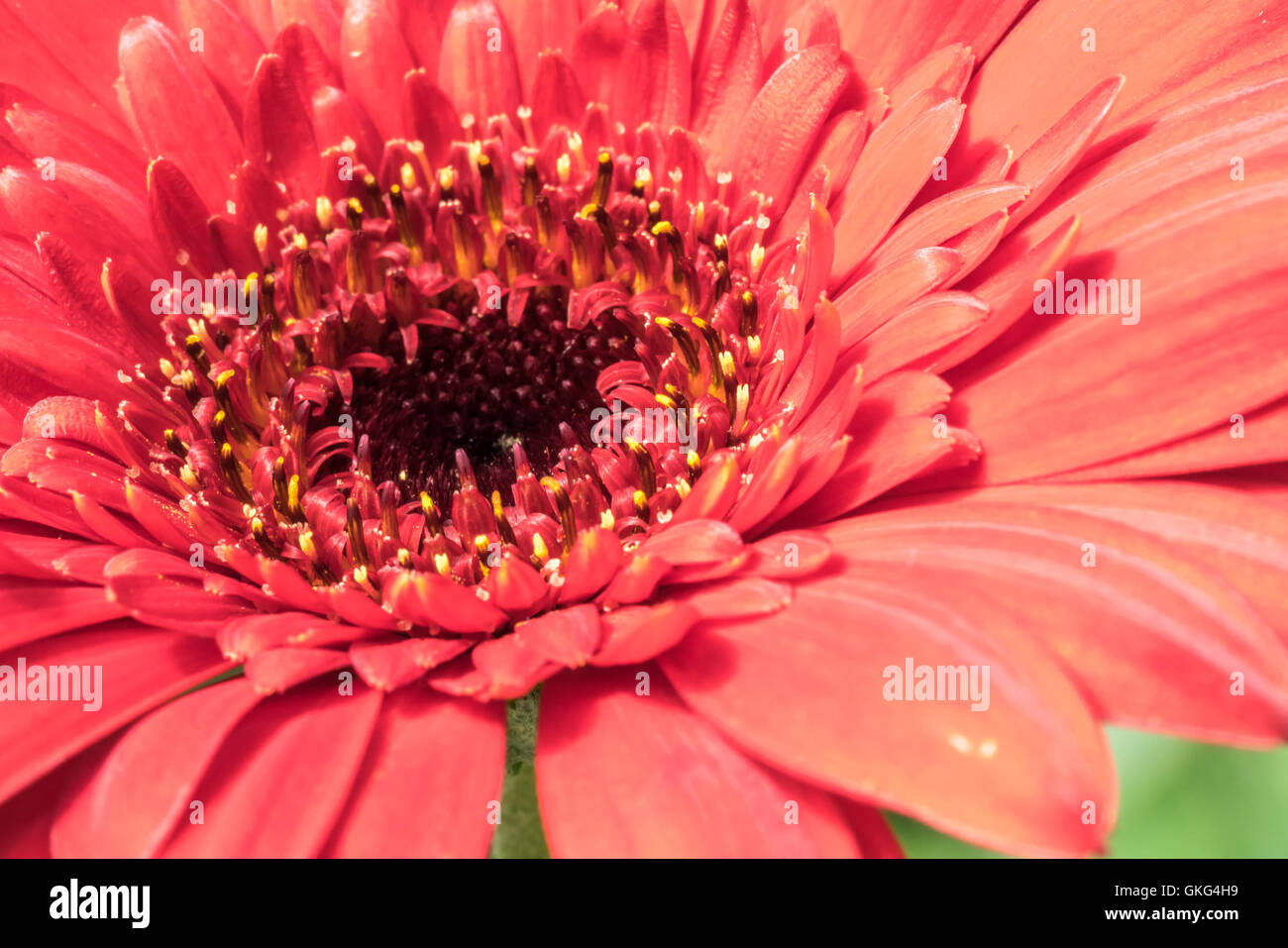 Gerber daisy close up with natural sunlight Stock Photo - Alamy
