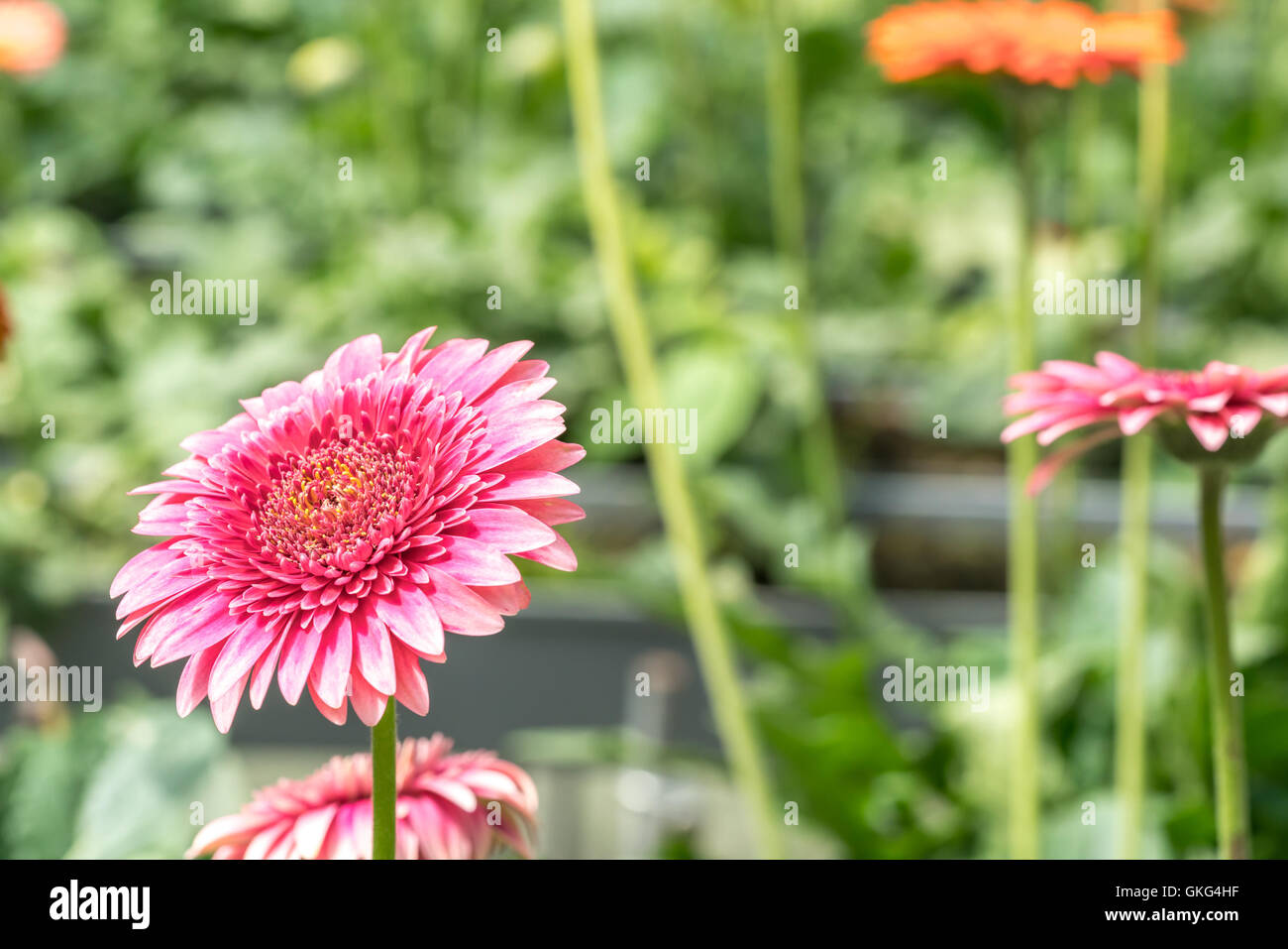 Gerber daisy close up with natural sunlight Stock Photo - Alamy
