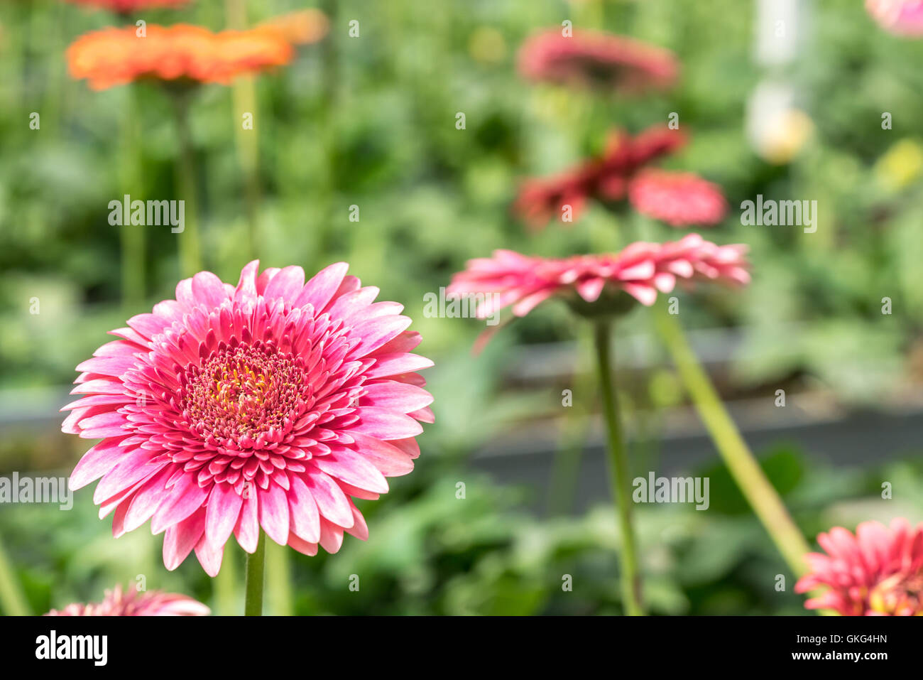 Gerber daisy close up with natural sunlight Stock Photo - Alamy