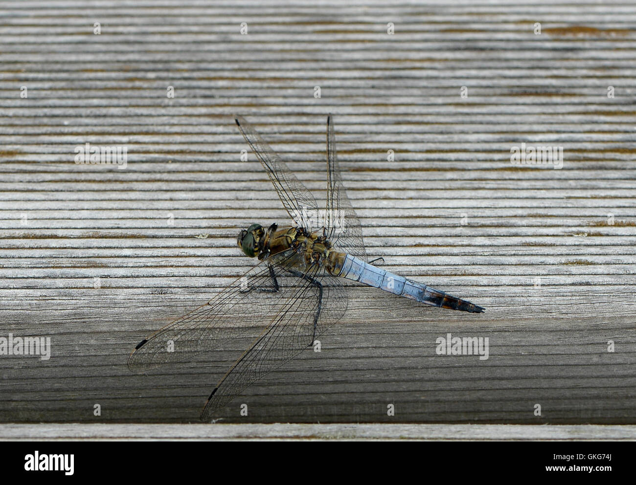 A blue dragonfly (Libellulidae), photographed in Berlin, Germany, 23 ...