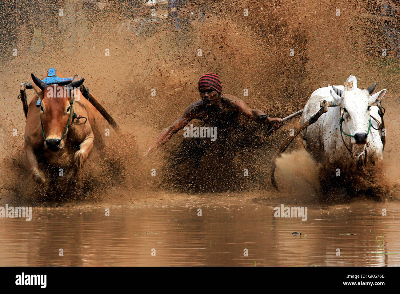 West Sumatra, Indonesia. 20th Aug, 2016. A jockey spurs cows during the ...
