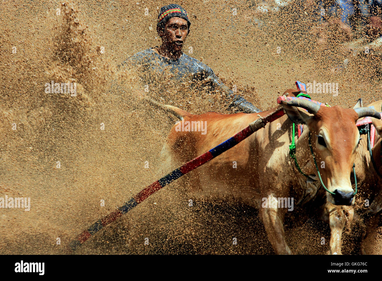 West Sumatra, Indonesia. 20th Aug, 2016. A jockey spurs cows during the ...