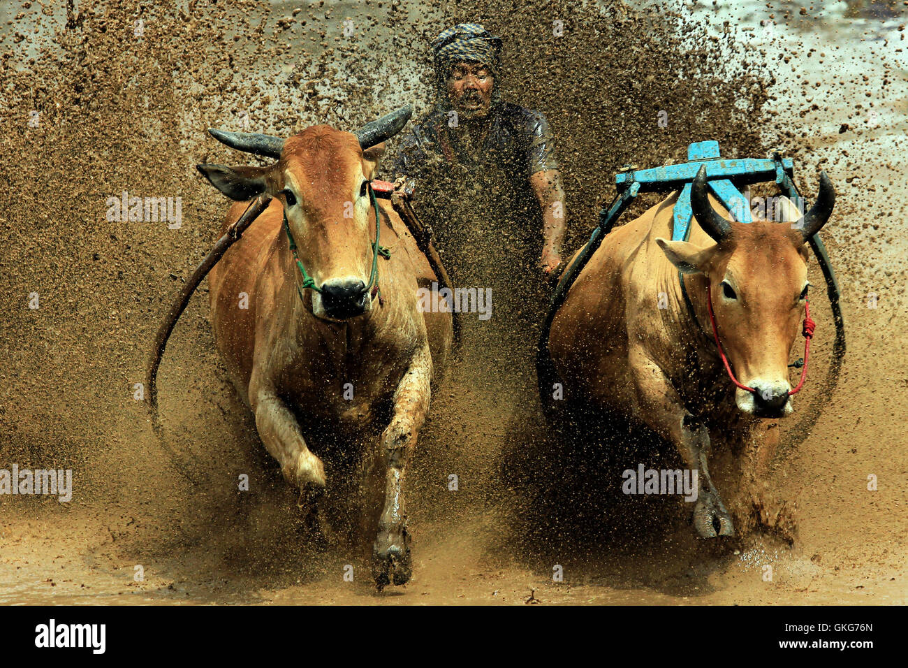 West Sumatra, Indonesia. 20th Aug, 2016. A jockey spurs cows during the ...